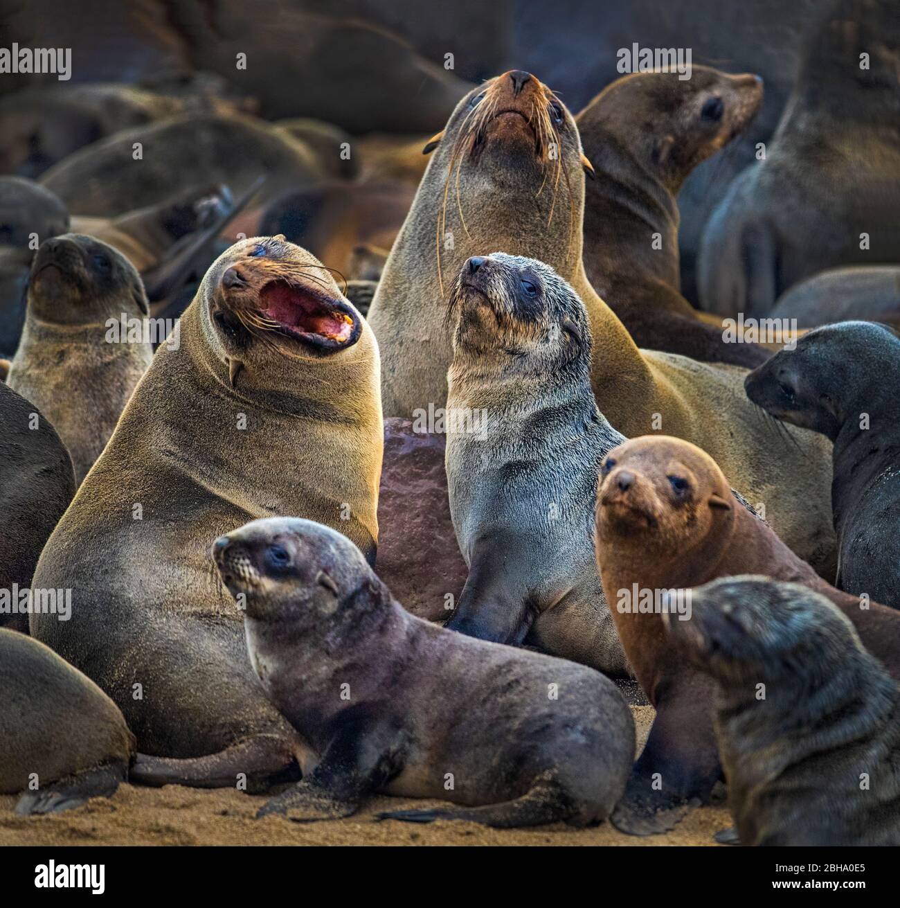 Cape fur seal (Arctocephalus pusillus) colony, Cape Cross, Namibia ...