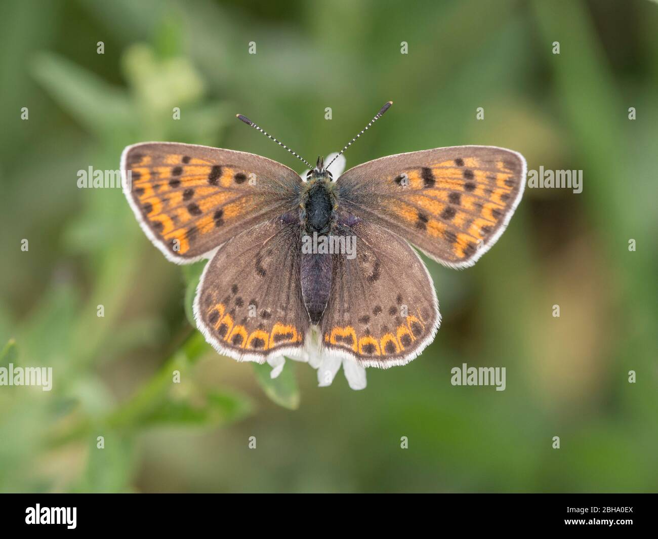 sooty copper, Lycaena tityrus, sitting on a plant Stock Photo - Alamy