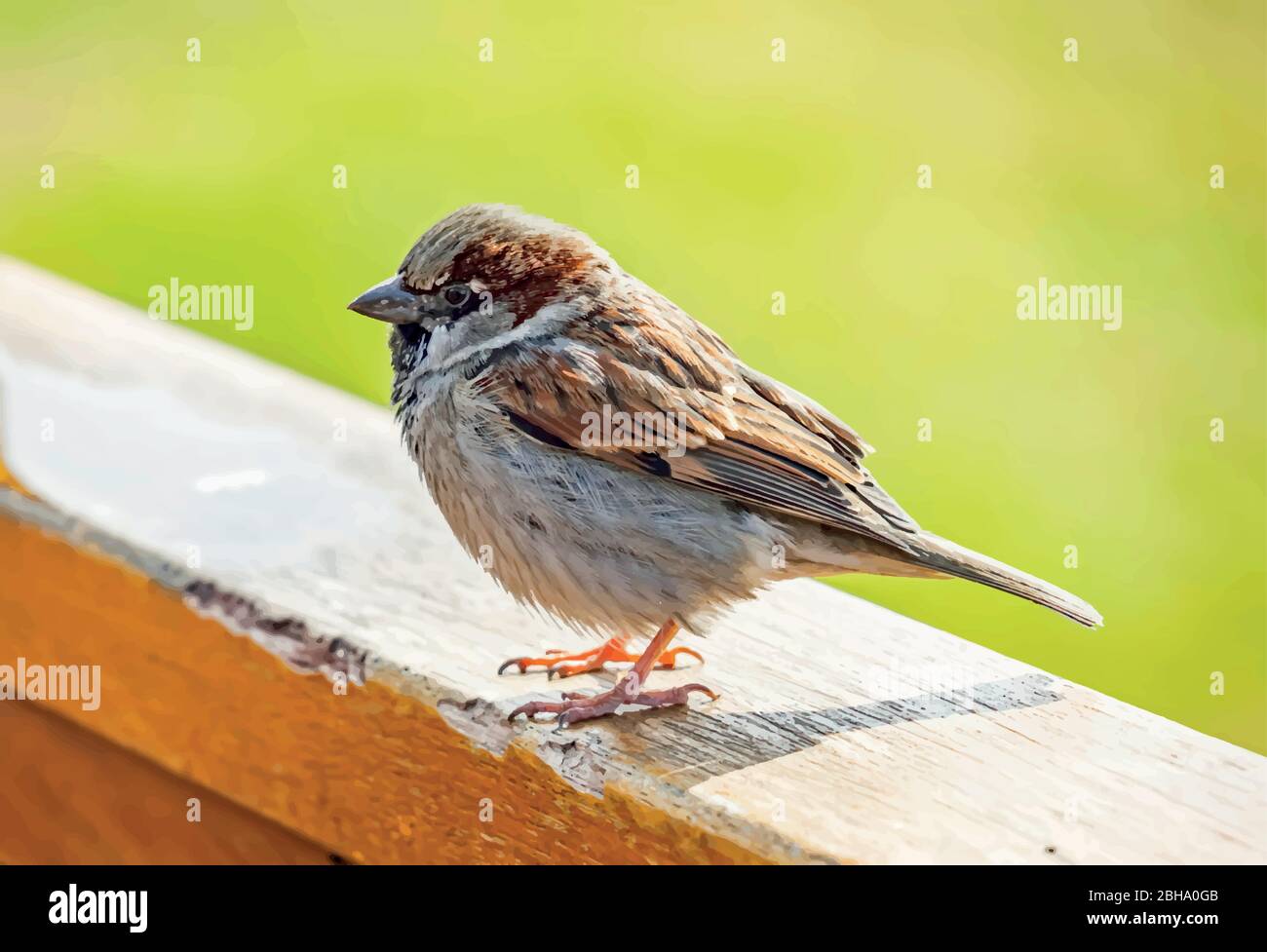 Tree sparrow close up Stock Vector Images - Alamy