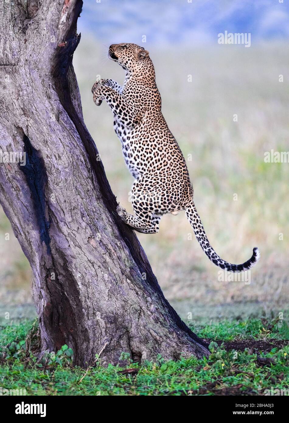 Serengeti tanzania leopard tree hi-res stock photography and images - Alamy