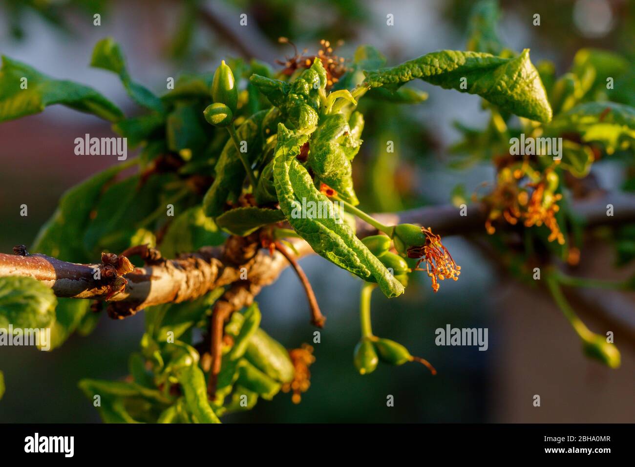 Plum Branch With Wrinkled Leaves Affected by Disease Stock Photo - Alamy