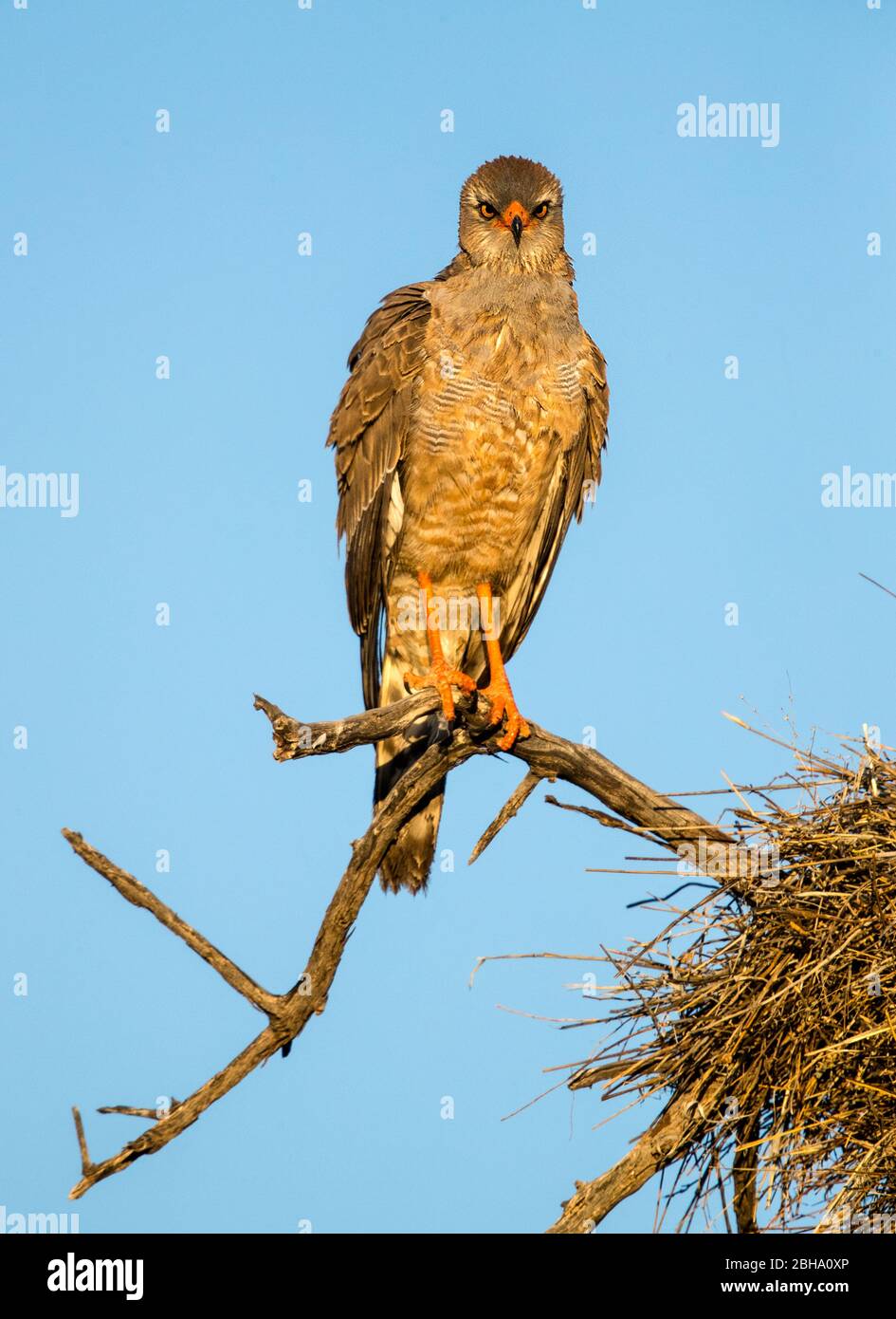 Gabar goshawk (Micronisus gabar) perching on branch, Kgalagadi ...