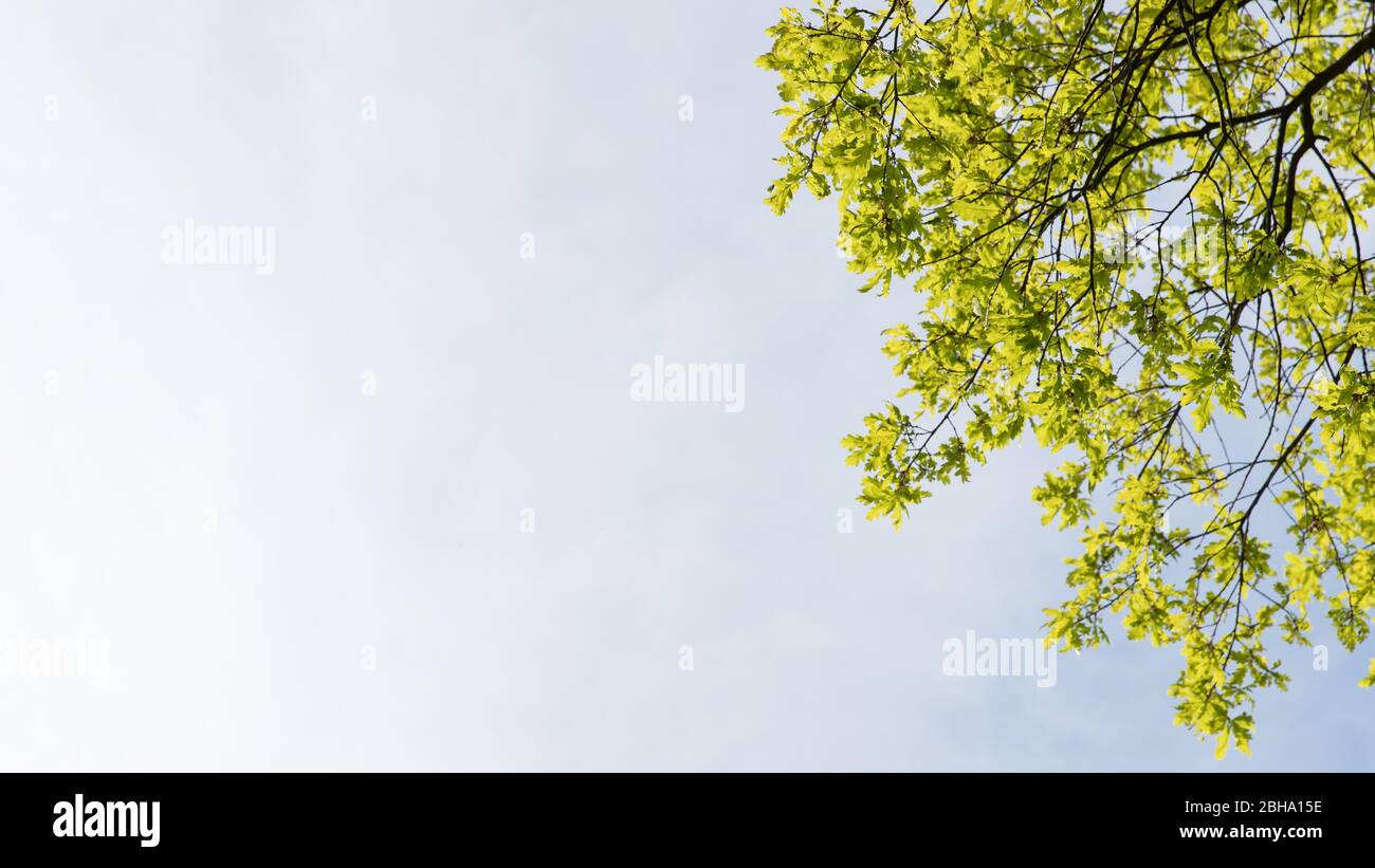 Oak tree branches hi-res stock photography and images - Alamy