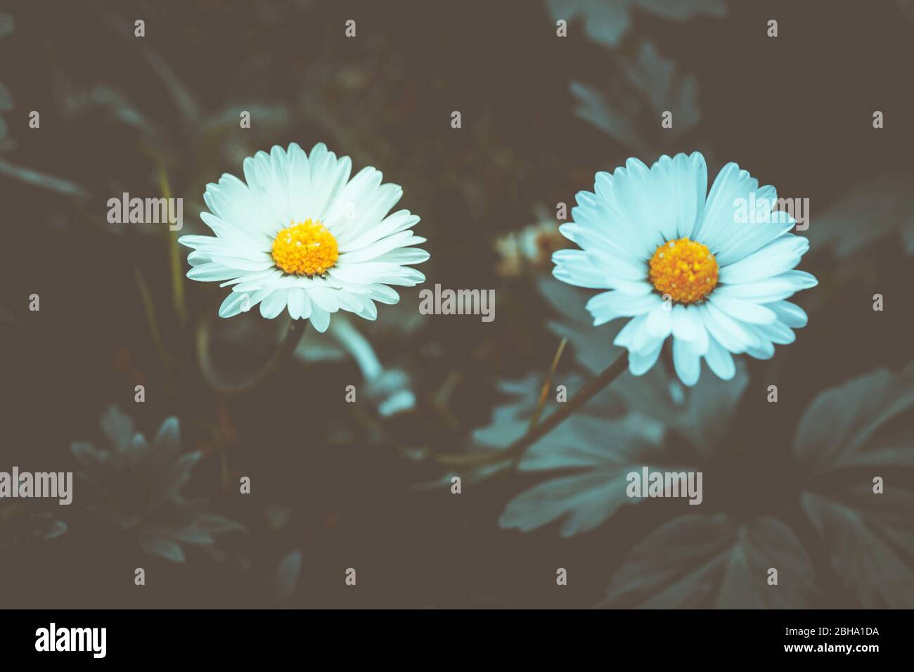 Two daisies hi-res stock photography and images - Alamy