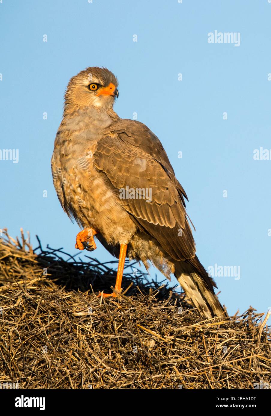 Gabar goshawk (Micronisus gabar) in nest, Kgalagadi Transfrontier Park ...