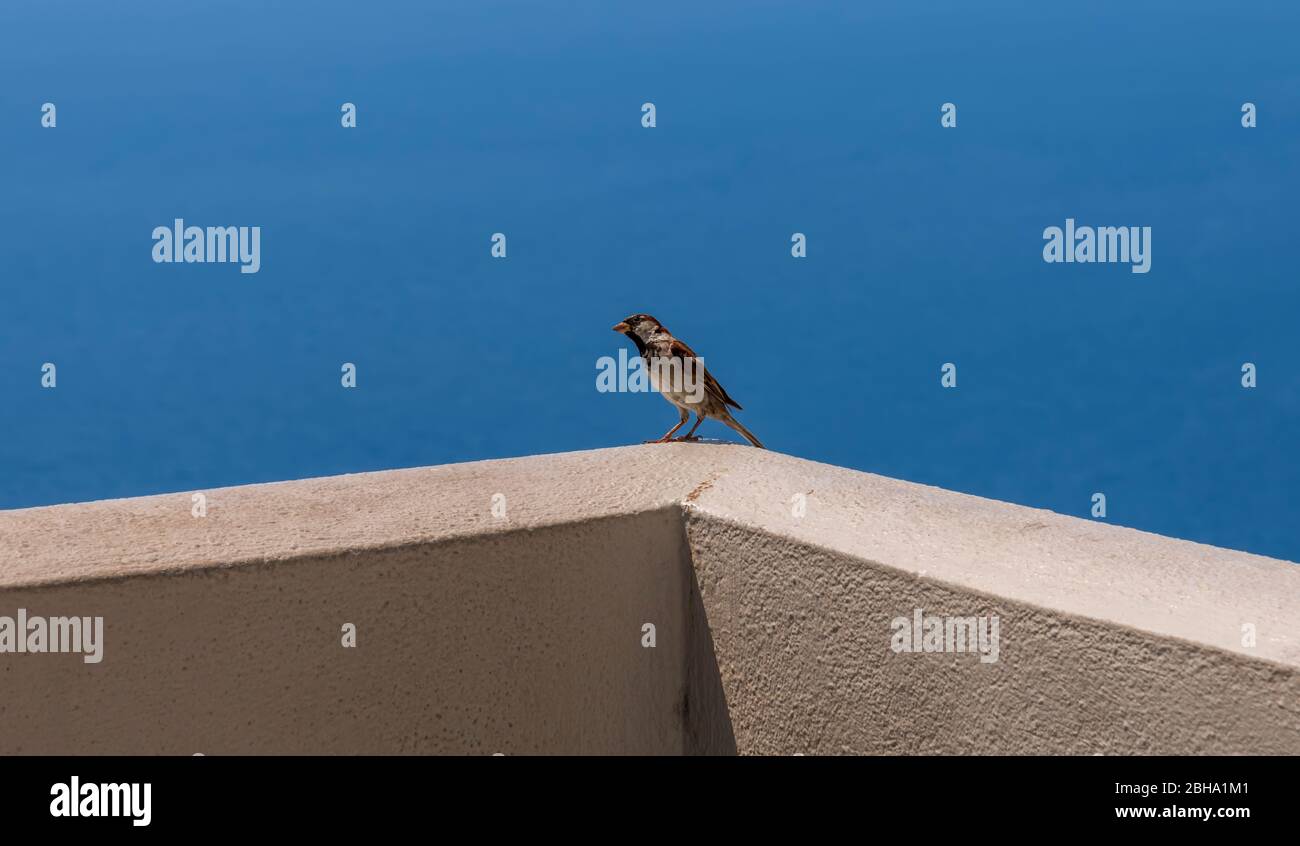 Little sparrow sitting on a fence in Santorini, Greece Stock Photo - Alamy