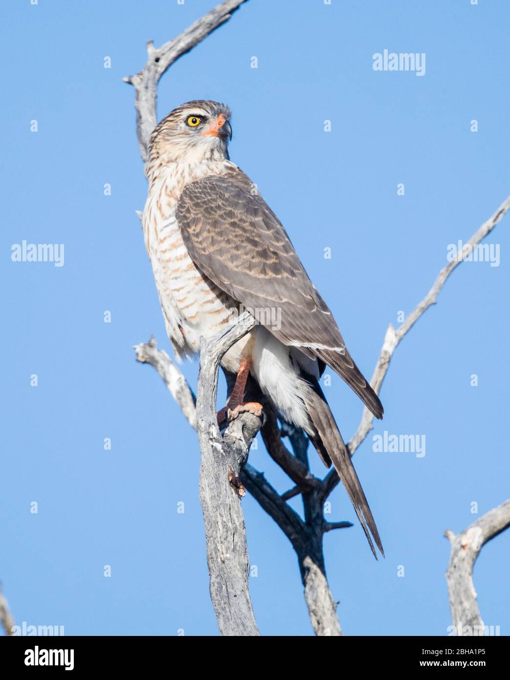Gabar goshawk micronisus gabar hi-res stock photography and images - Alamy