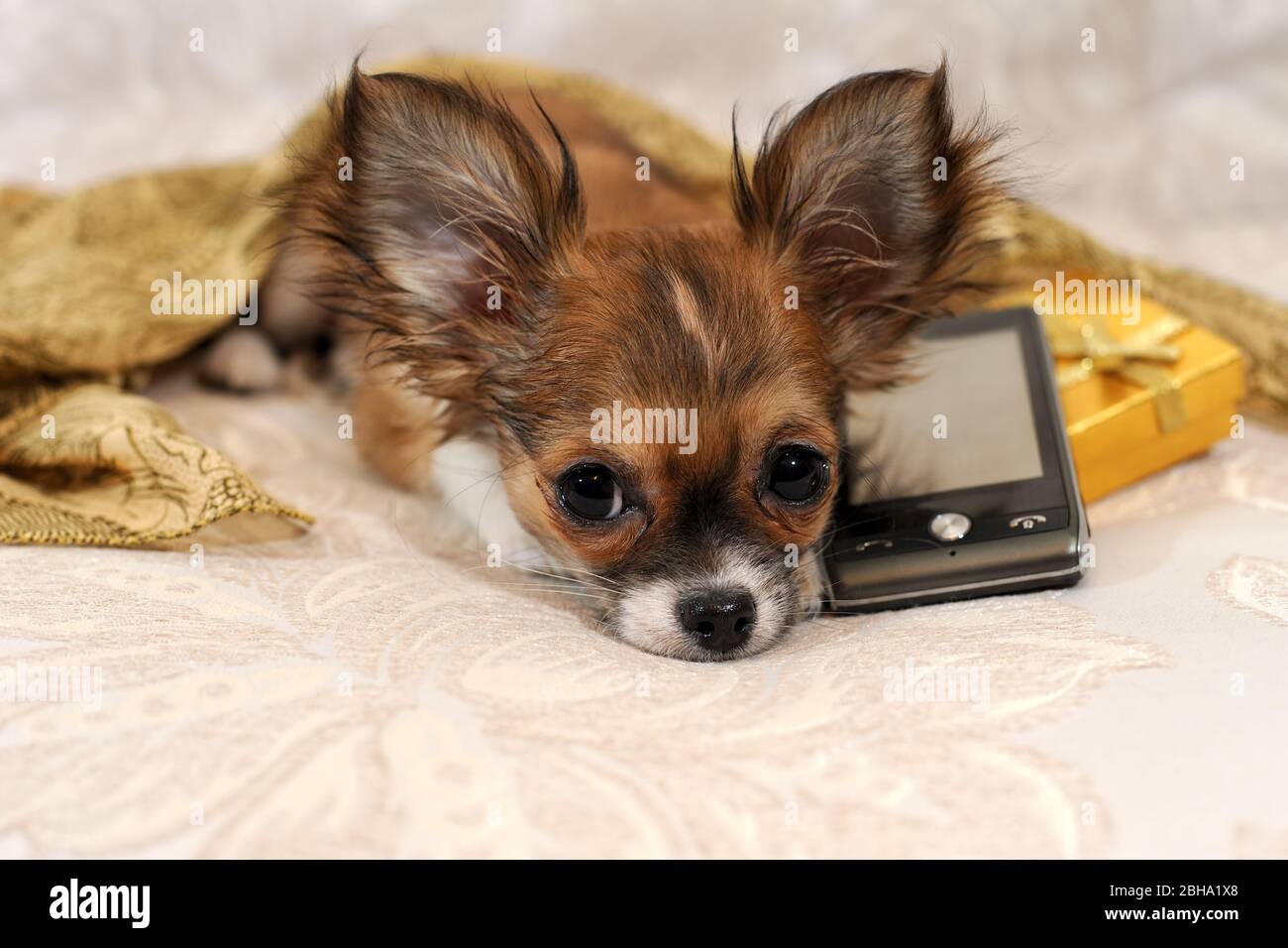 Long-haired red Chihuahua dog with a cell phone Stock Photo - Alamy