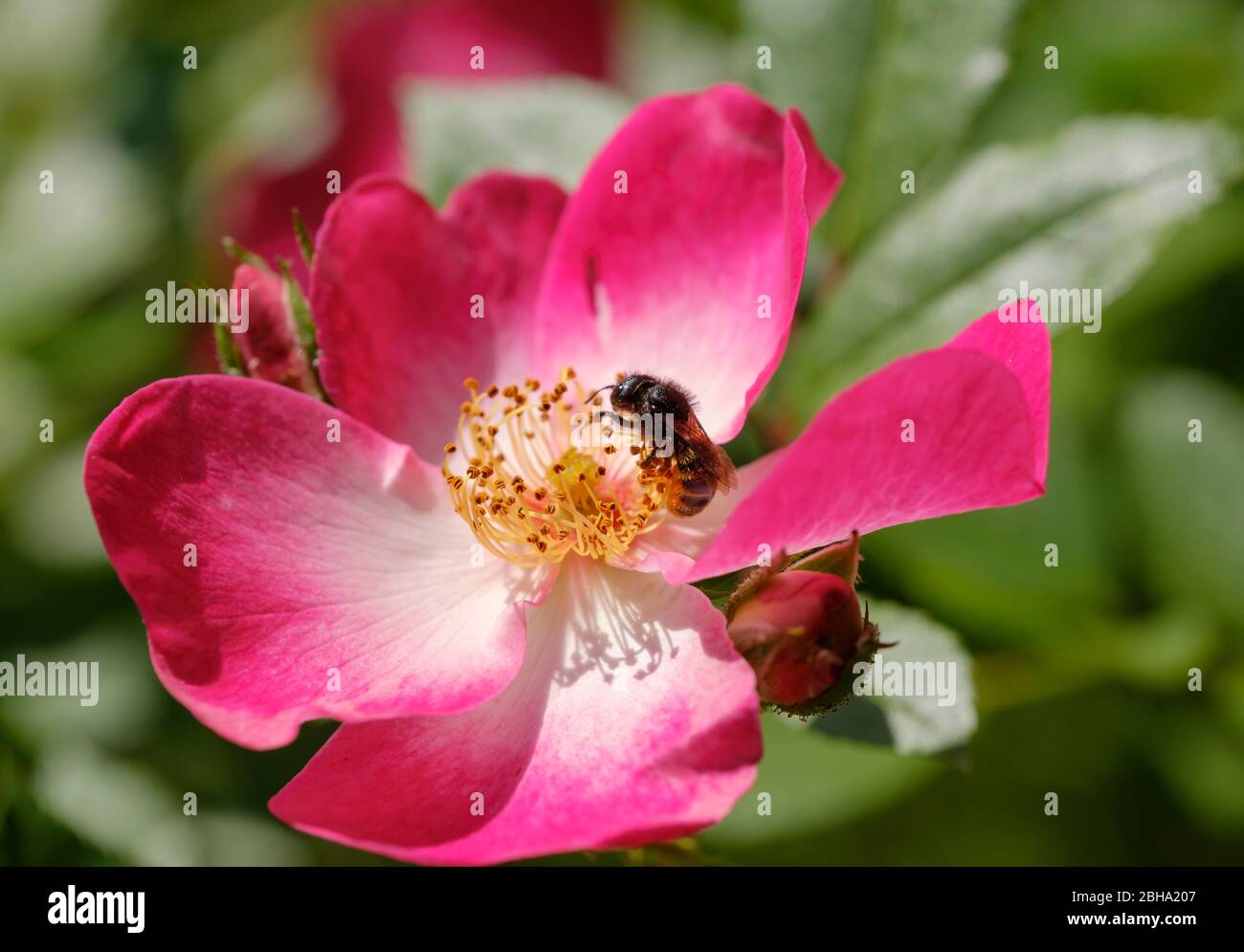 Wild bee on rose petal, Rose (Bukavu, Moschata Hybr. Lens 1998 ...