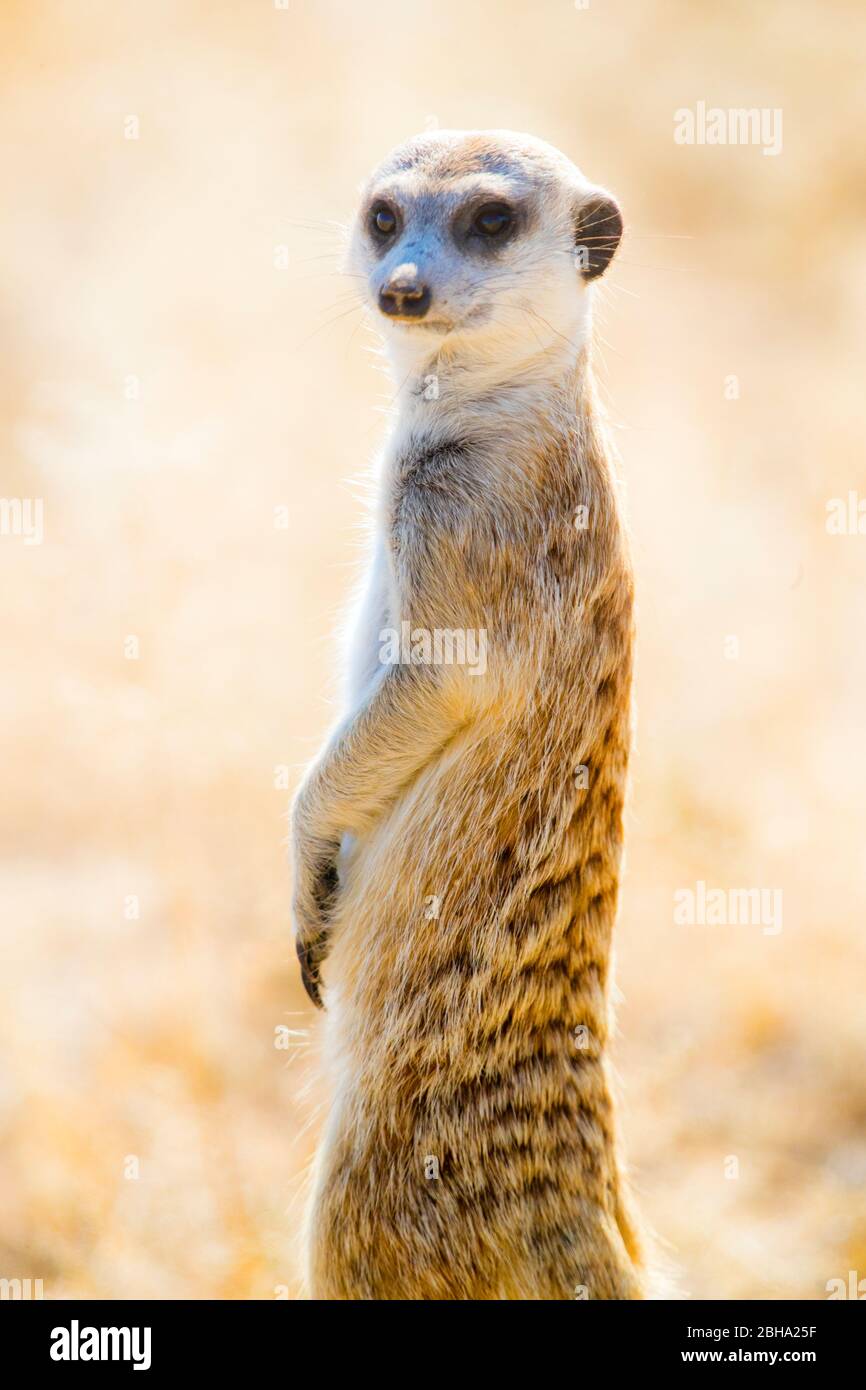 Meerkat (Suricata suricatta) standing on hind legs, Kgalagadi ...