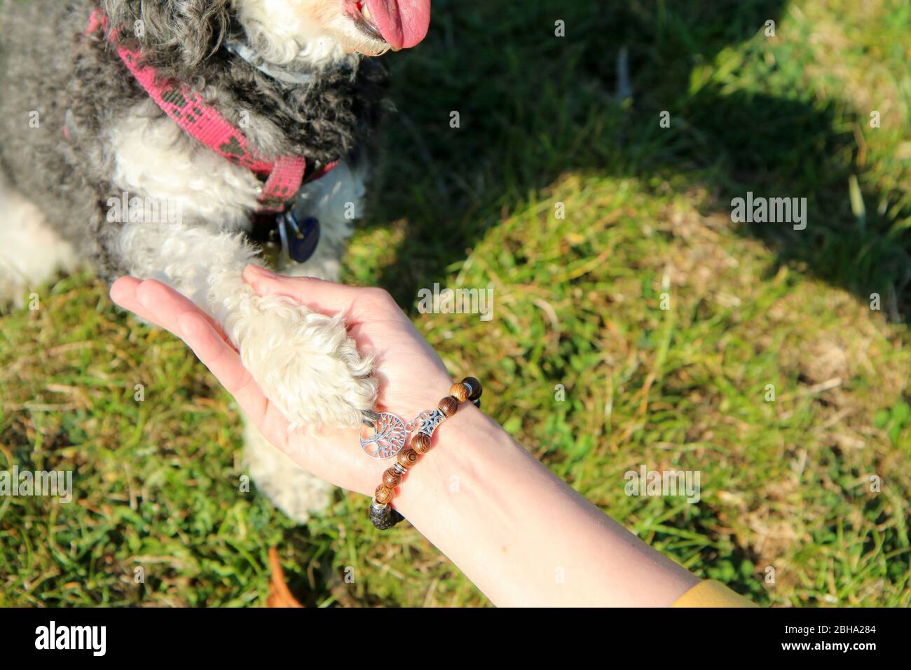 A detail picture of holding hand and dog´s paw. It is a symbol of ...