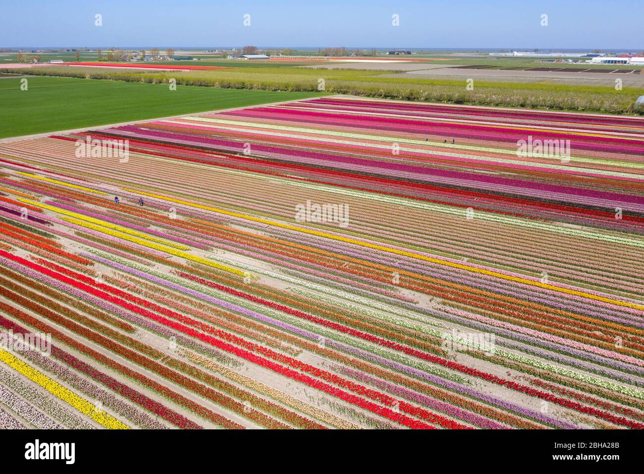 Drone photo of a fantastic beautiful colored field of many tulips in ...