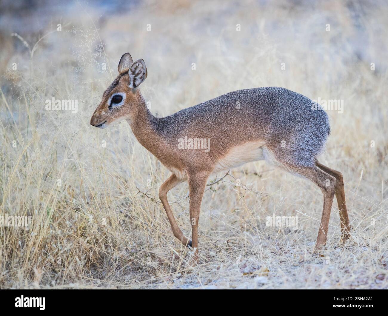 Calf no people hi-res stock photography and images - Alamy