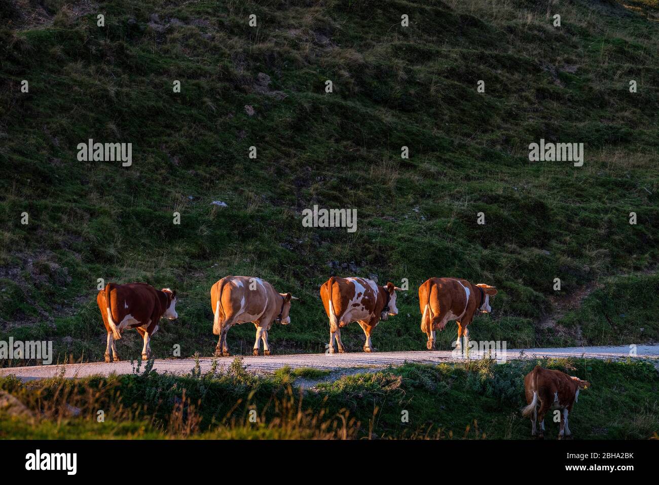 Summer, cows go in a row on a path Stock Photo - Alamy
