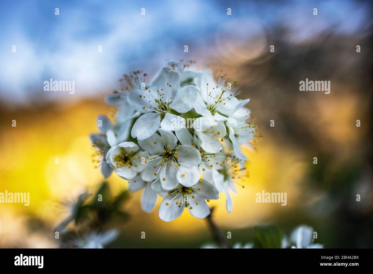 Prune shrubs spring hi-res stock photography and images - Alamy