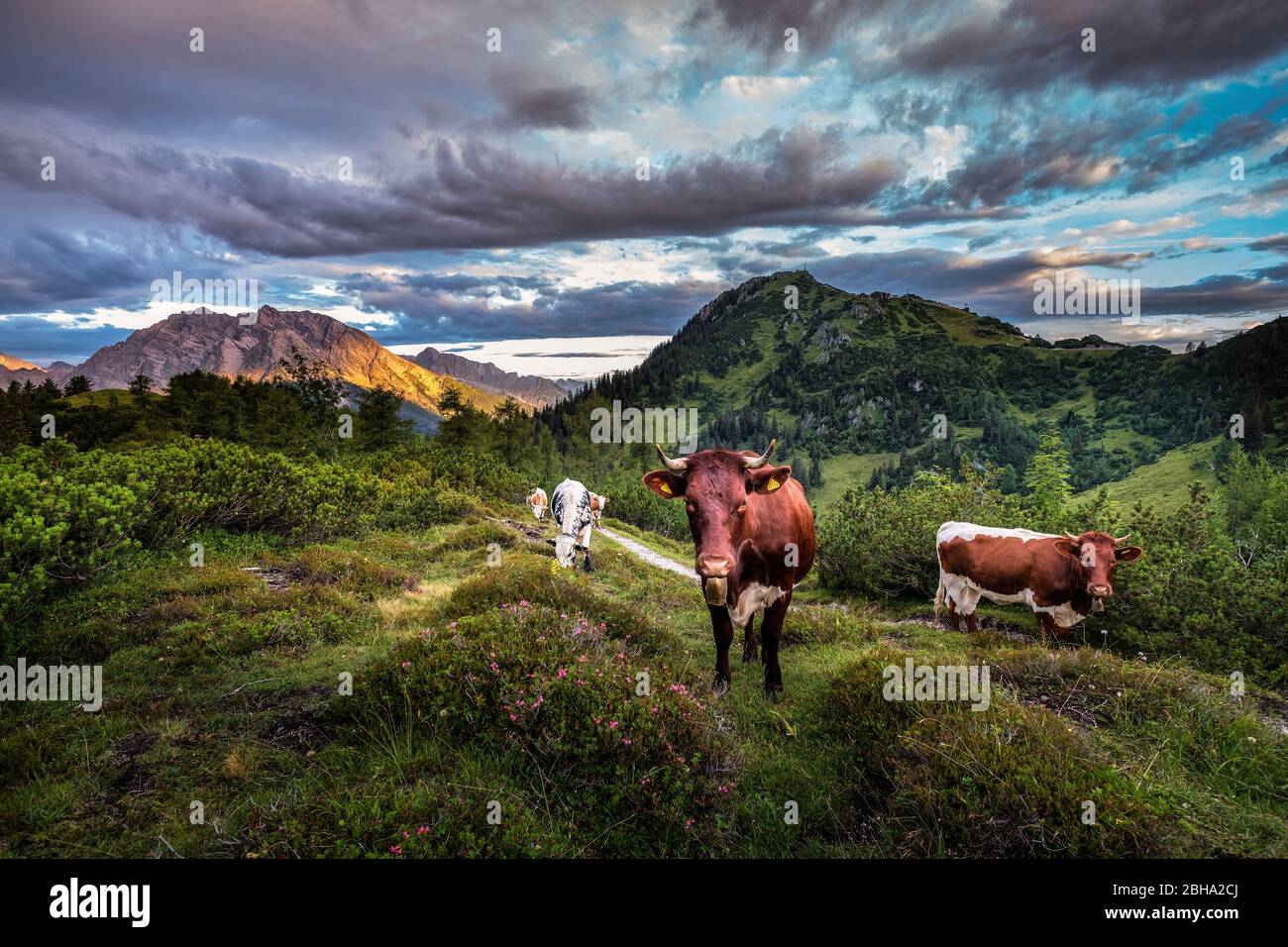 Alpine landscape with cows hi-res stock photography and images - Alamy