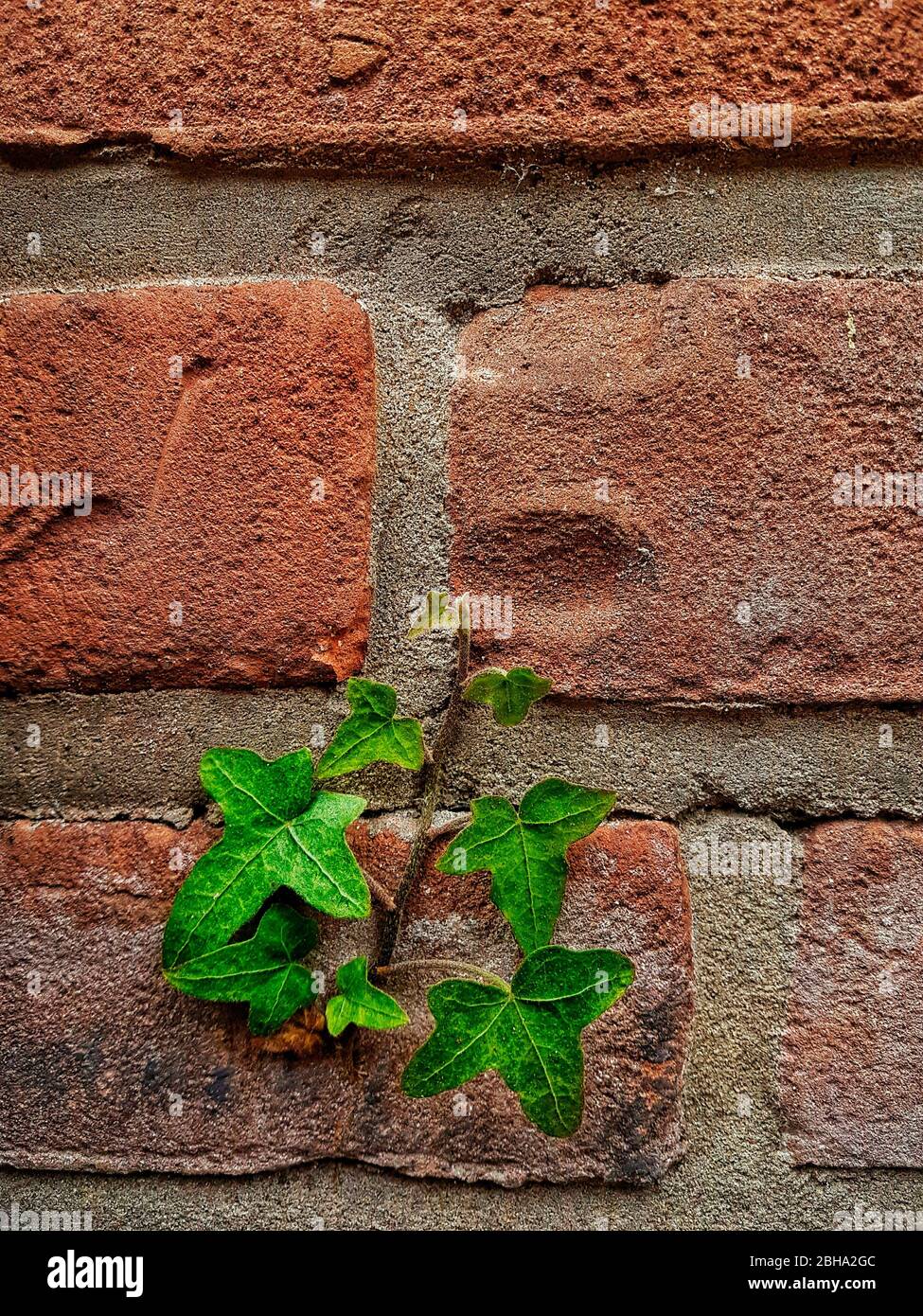 Still life ivy image hi-res stock photography and images - Alamy