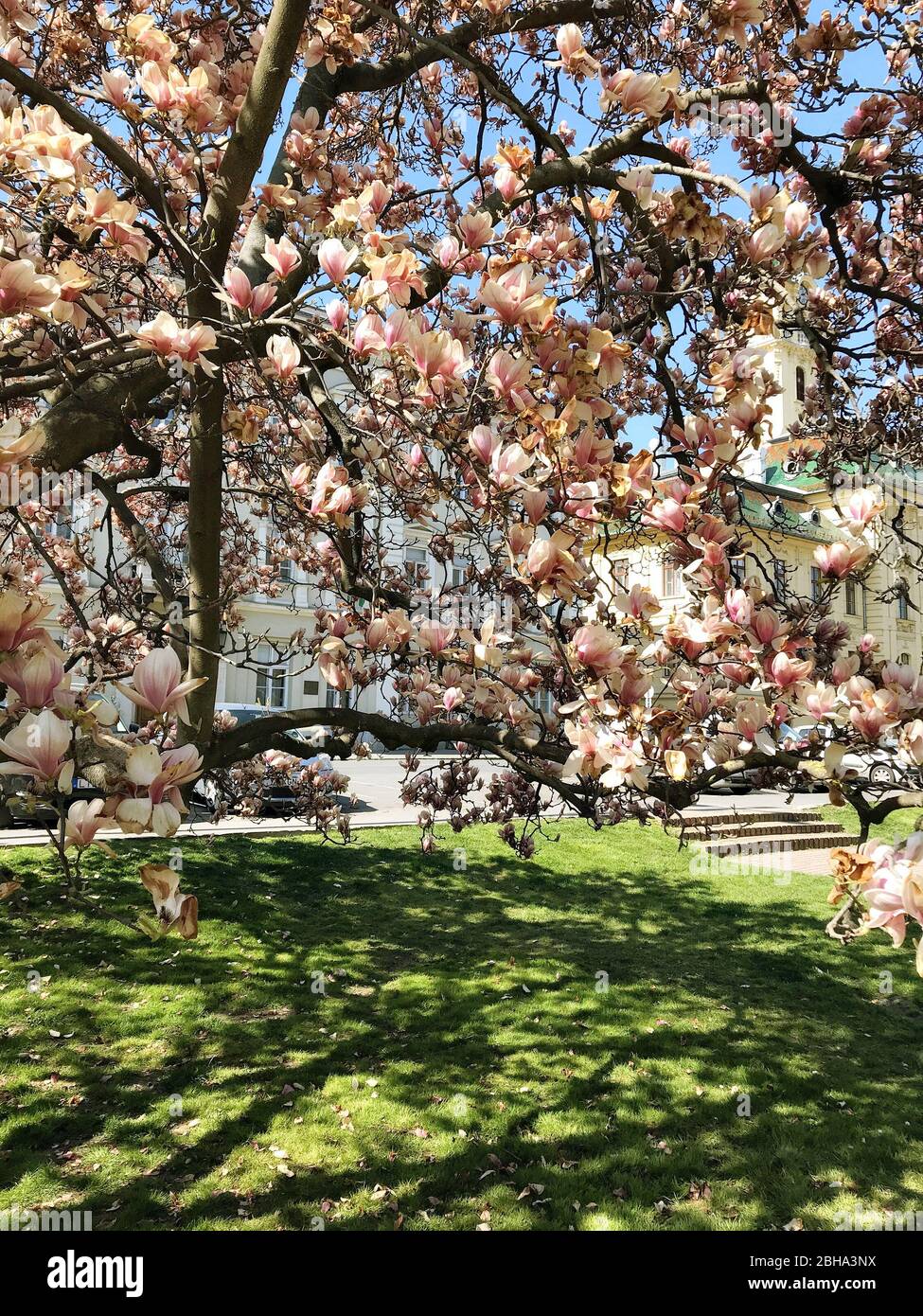 Spring city landscape. Blooming Apple trees on the street of the ...