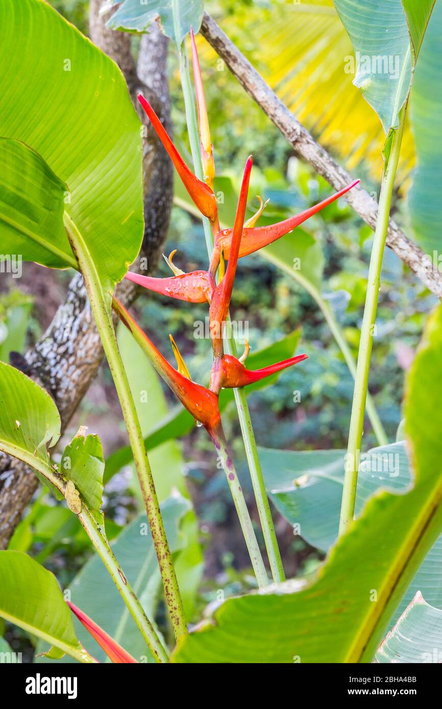Heliconia flower, (Heliconia latispatha), park, Amber Cove cruise ...