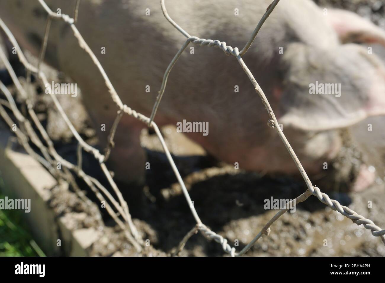 Domestic pig behind fence Stock Photo - Alamy