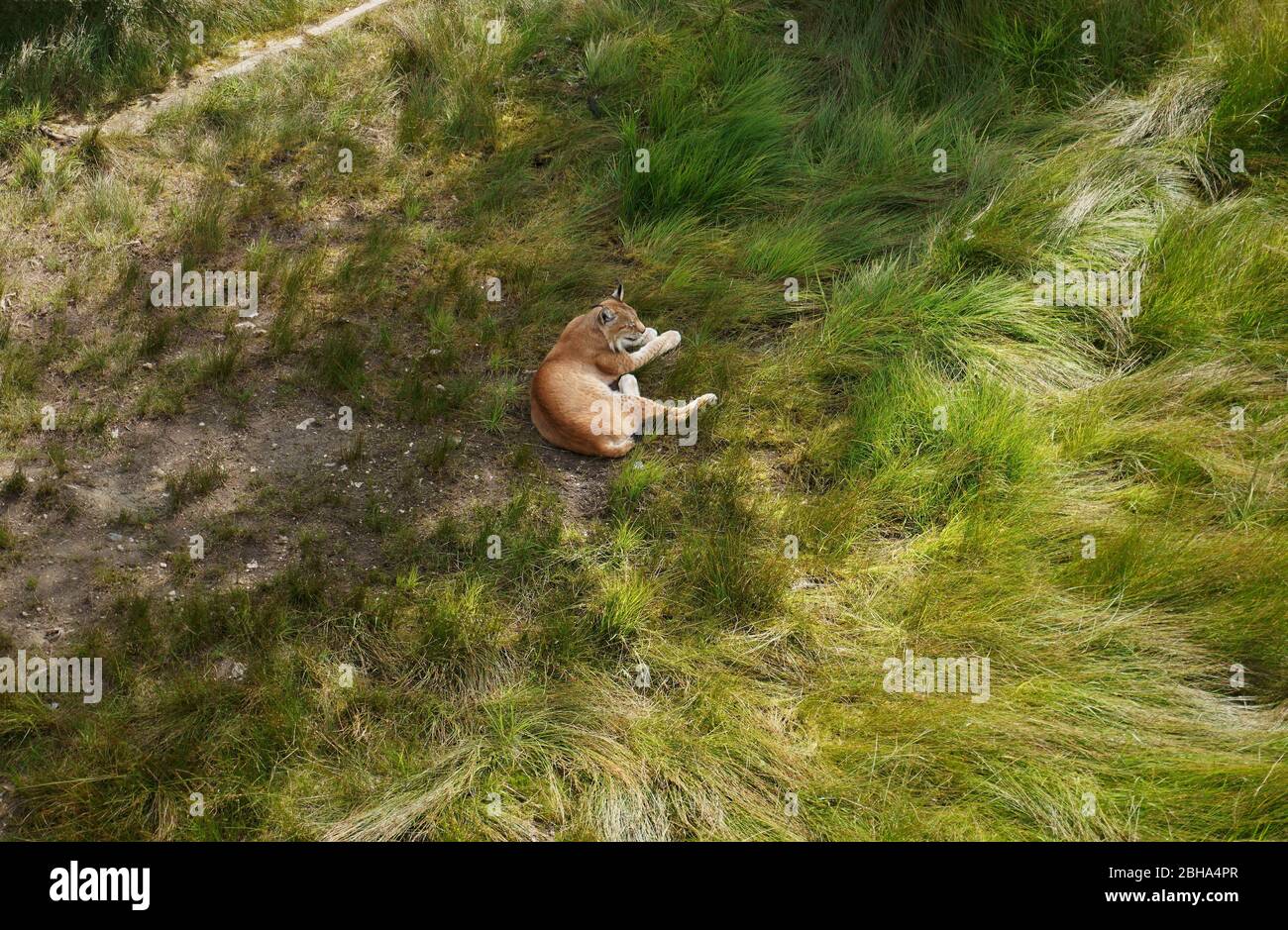 Eurasian Lynx laying down in grass relaxing Stock Photo - Alamy