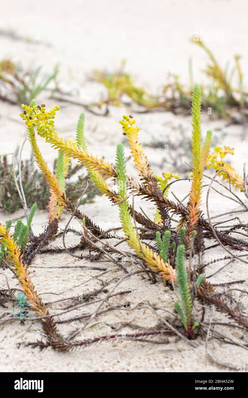 Plants on the beach Stock Photo - Alamy