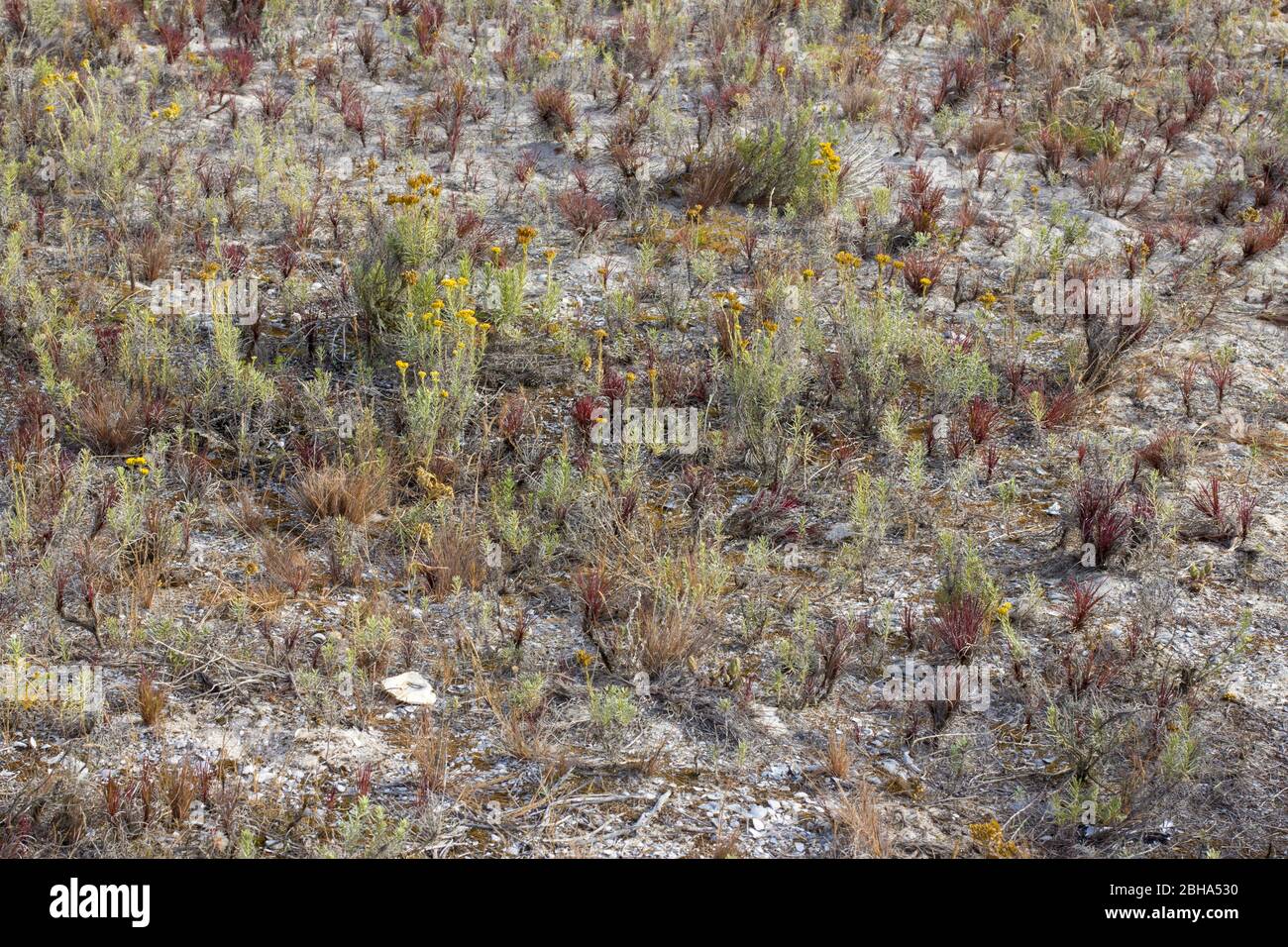 Scrub on the beach Stock Photo - Alamy