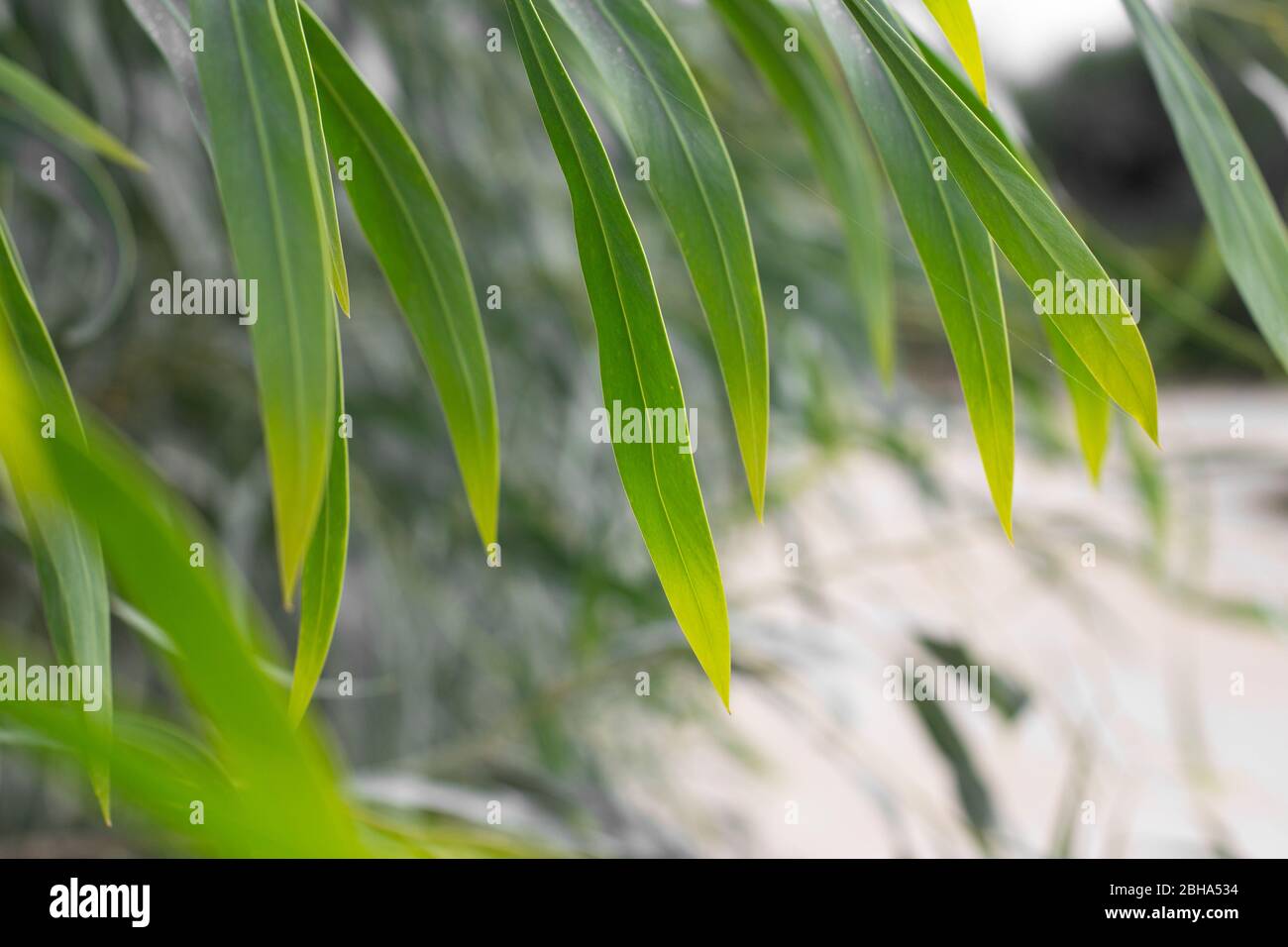 Sharpen leaves hi-res stock photography and images - Alamy