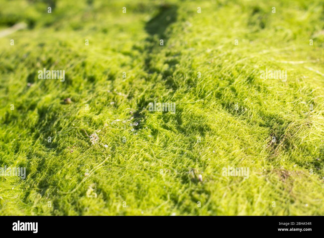 Algae on the beach Stock Photo - Alamy