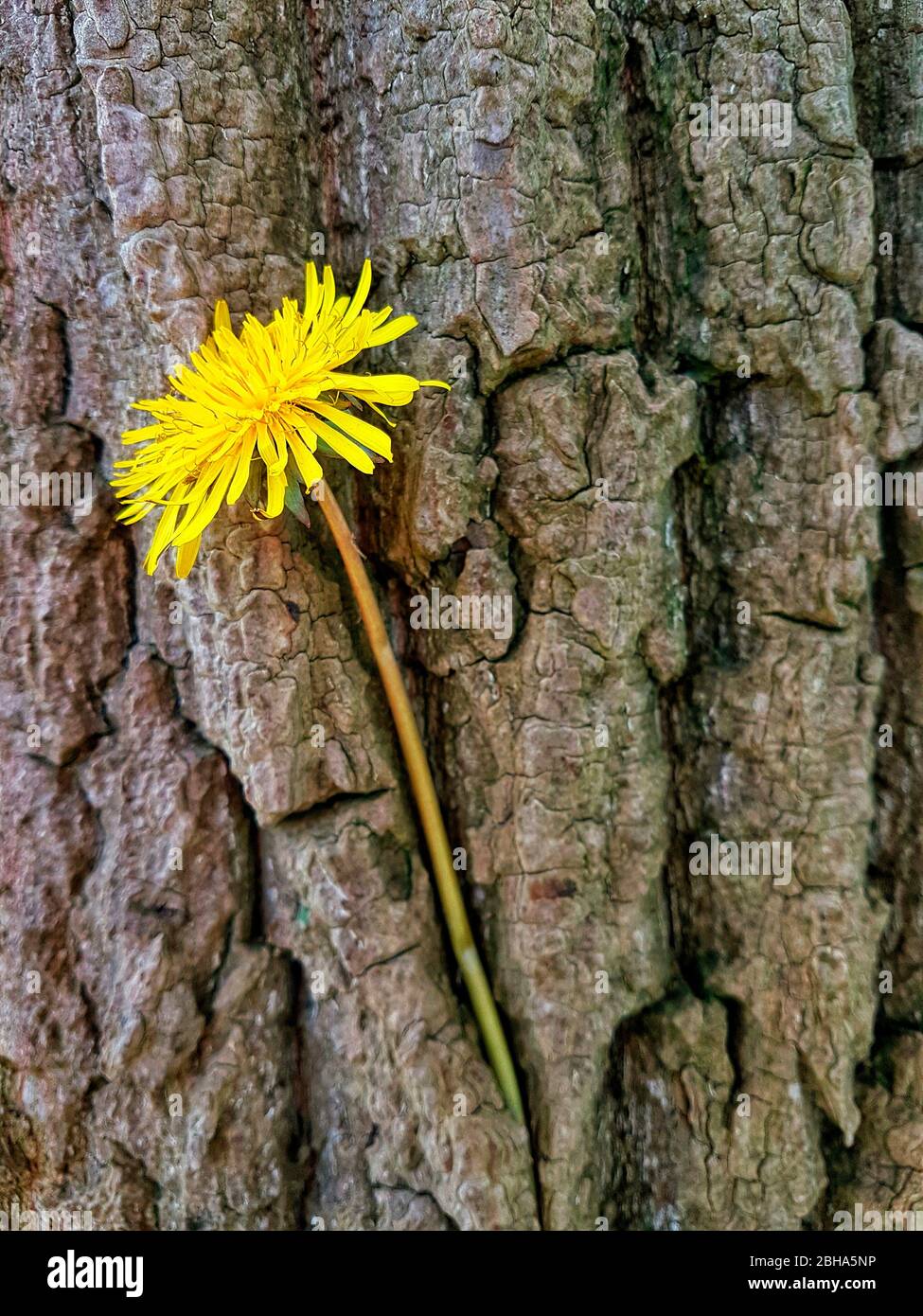 Taraxacum officinale dandelion hi-res stock photography and images - Alamy