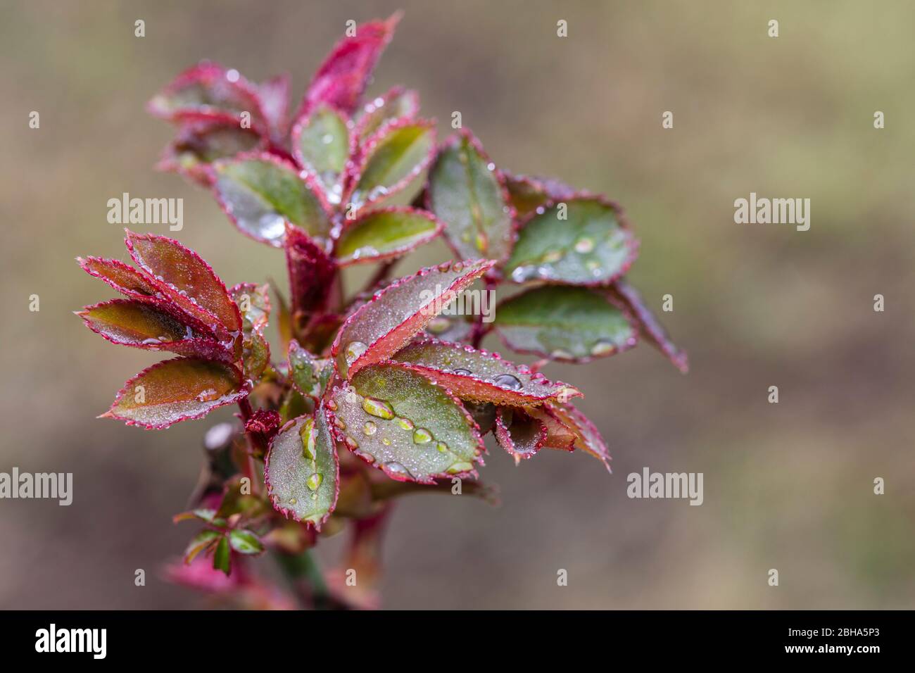 Rose plant dewdrops hi-res stock photography and images - Alamy