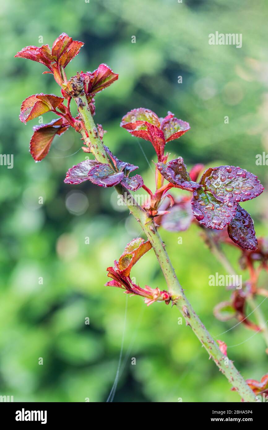 Rose plant dewdrops hi-res stock photography and images - Alamy