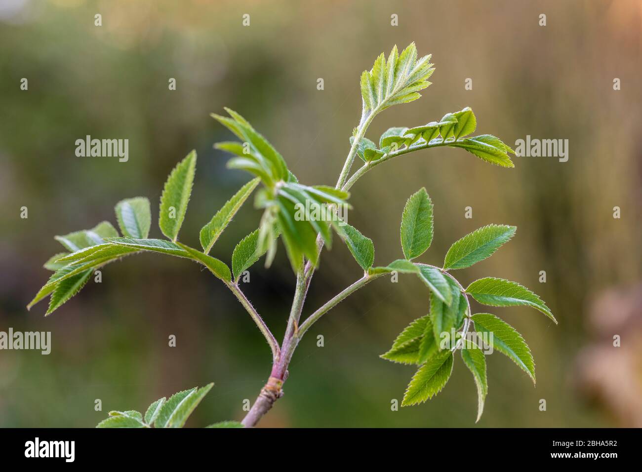 Rowan leaves hi-res stock photography and images - Alamy