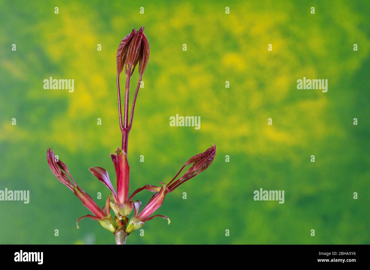 Sprout leaves hi-res stock photography and images - Alamy