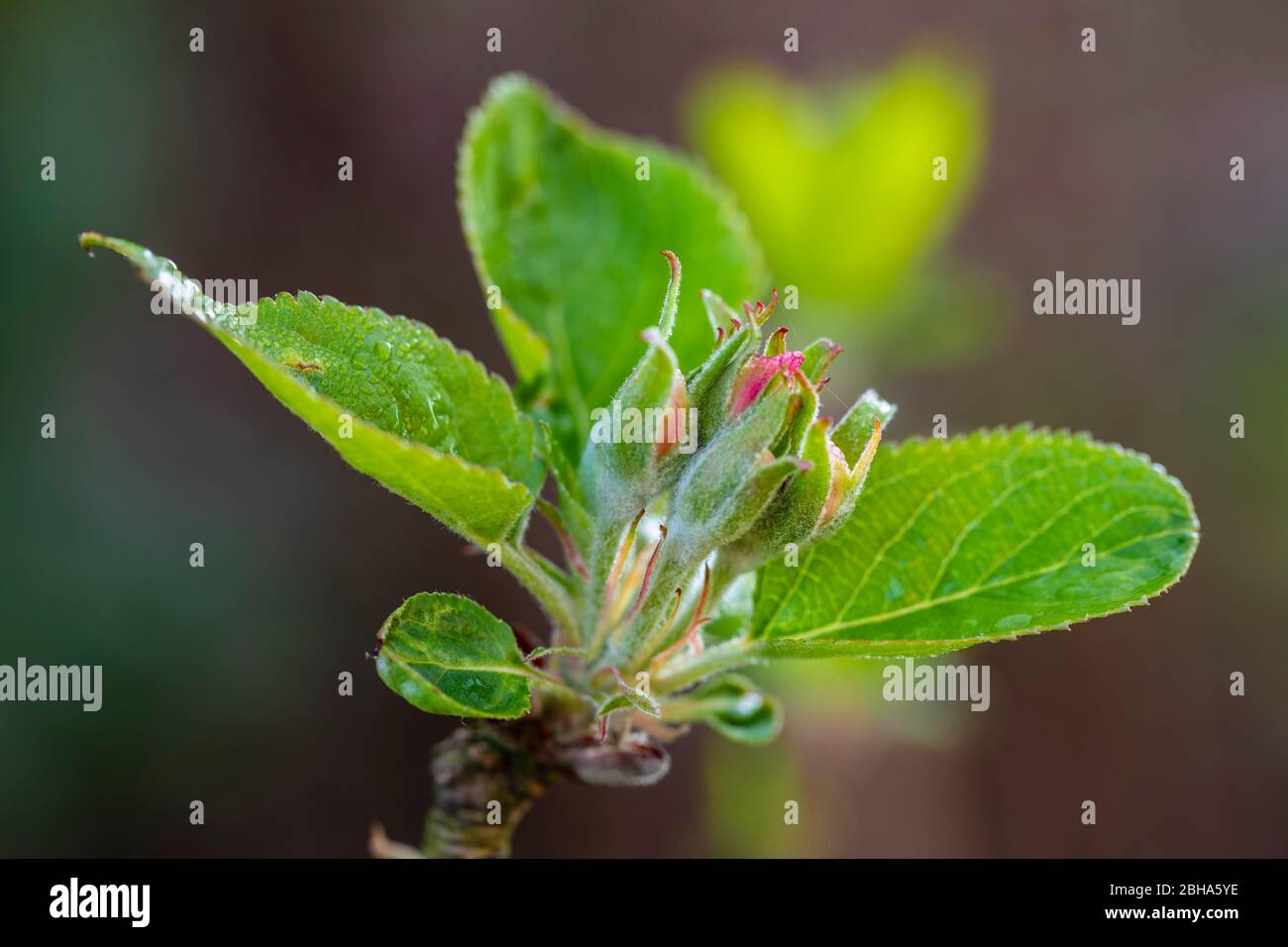 Apple blossom, buds, malus dornesticus, close-up Stock Photo - Alamy