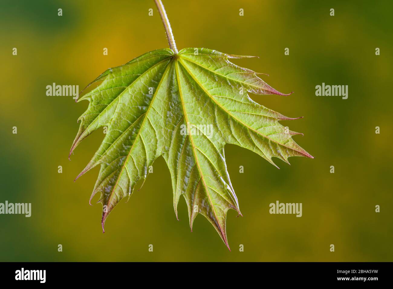 Maple young leaves hi-res stock photography and images - Alamy