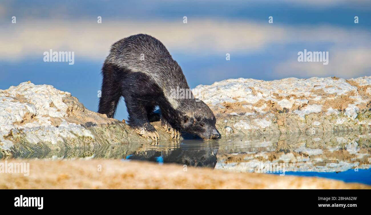 Honey badger drinking water, Etosha National Park, Namibia Stock Photo ...