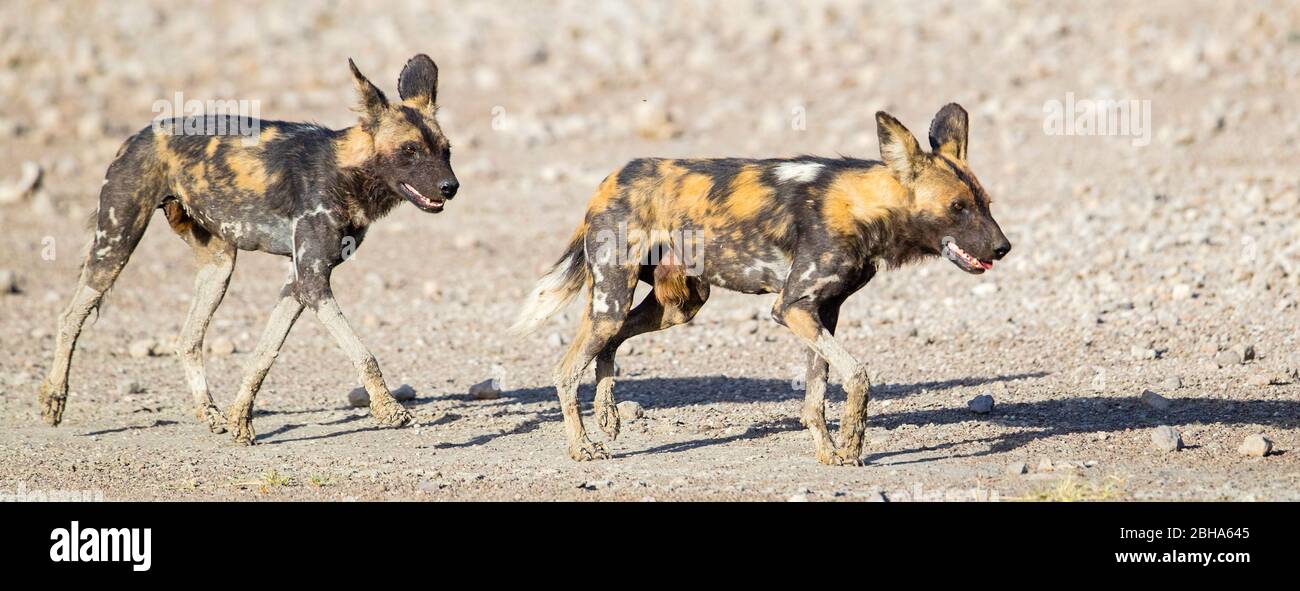 Close-up of two African wild dogs (Lycaon pictus), Ngorongoro ...