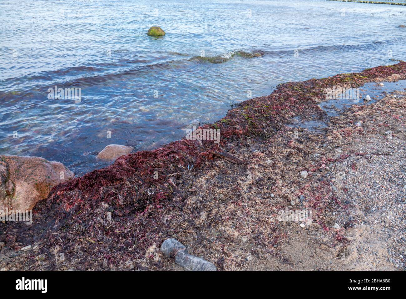 Colorful yellow red seaweed algae hi-res stock photography and images ...