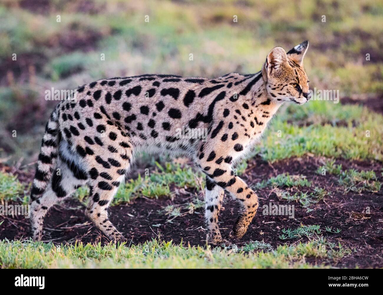 Side view of serval (Leptailurus serval), Ngorongoro Crater, Tanzania ...