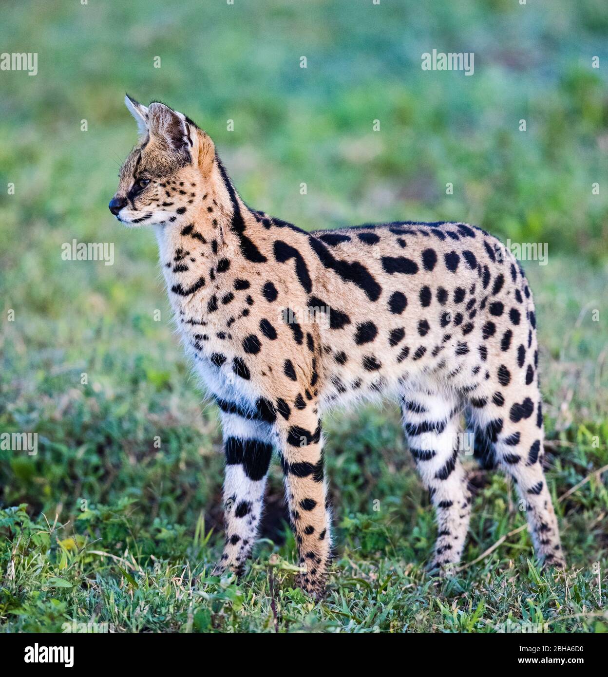 Close-up of serval (Leptailurus serval), Ngorongoro Crater, Tanzania ...