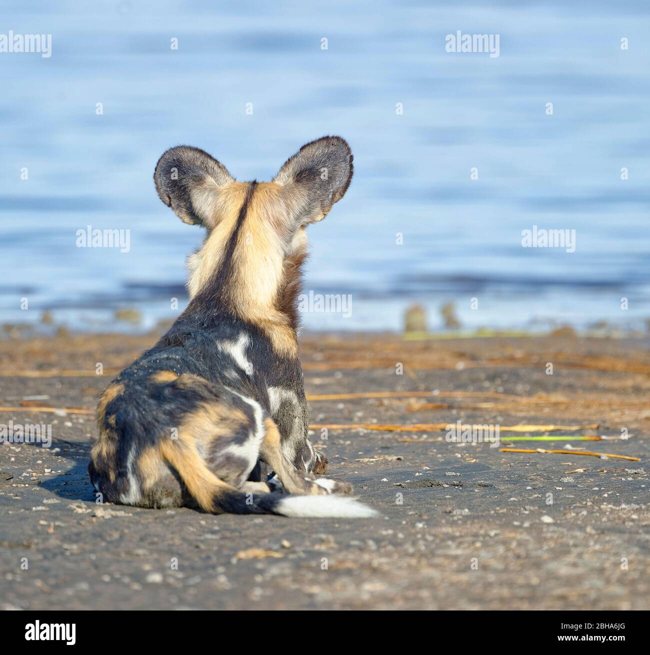 African wild dog at Lake Masek, Serengeti, Tanzania Stock Photo - Alamy