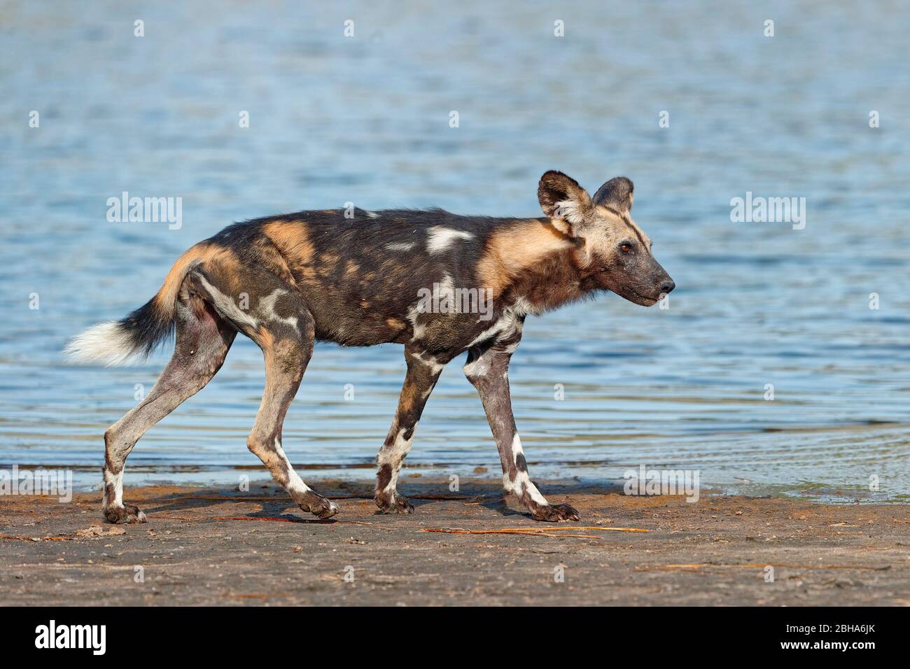 African wild dog at Lake Masek, Serengeti, Tanzania Stock Photo - Alamy