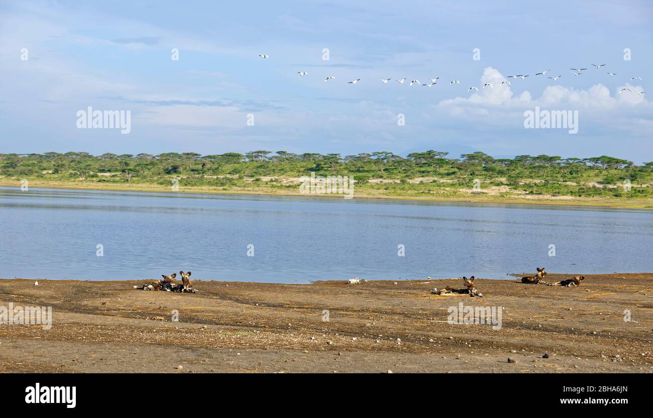 African wild dogs at lake masek hi-res stock photography and images - Alamy