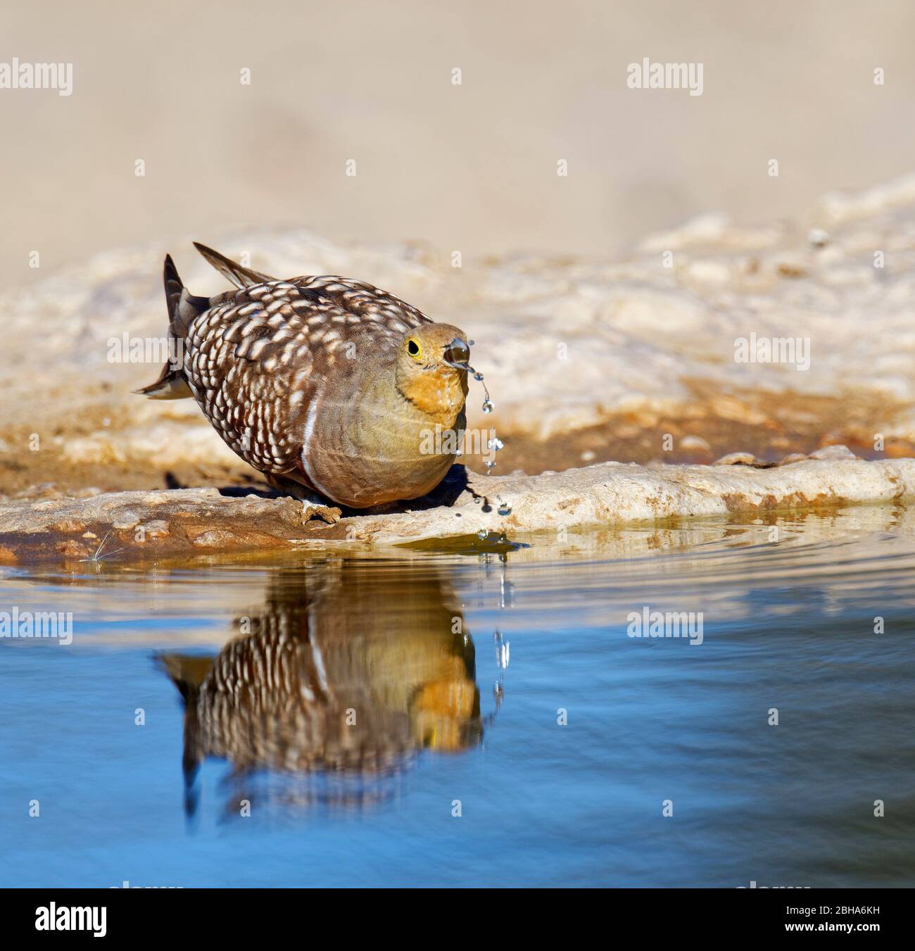 Namaqua hi-res stock photography and images - Alamy
