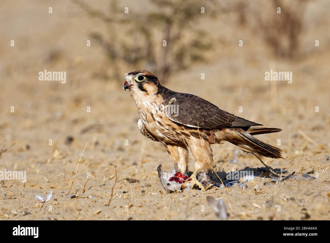Young lanner falcon maiden falco biarmicus is croaking a dove hi-res stock photography and ...