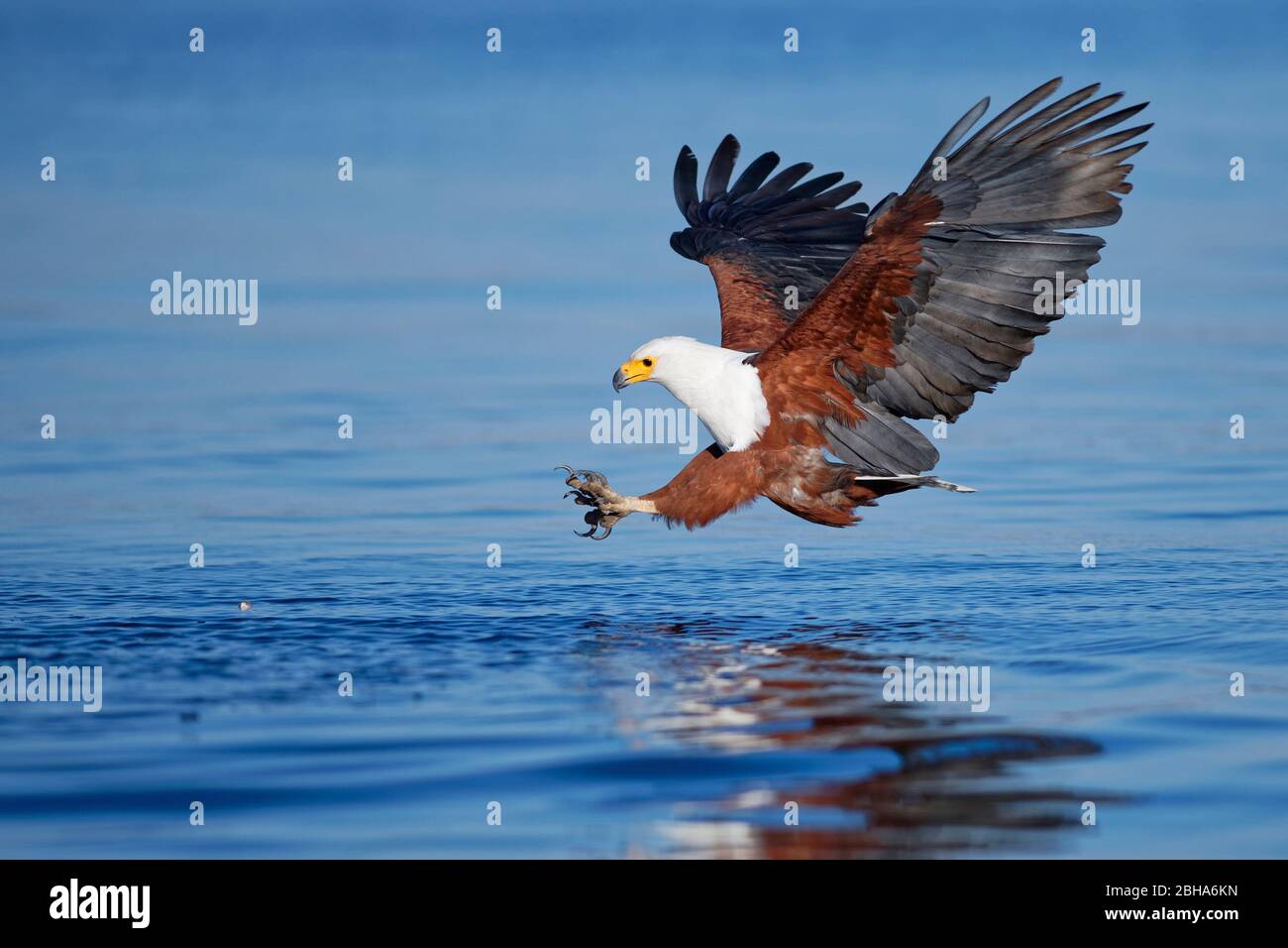 White tailed sea eagle catching fish hi-res stock photography and ...