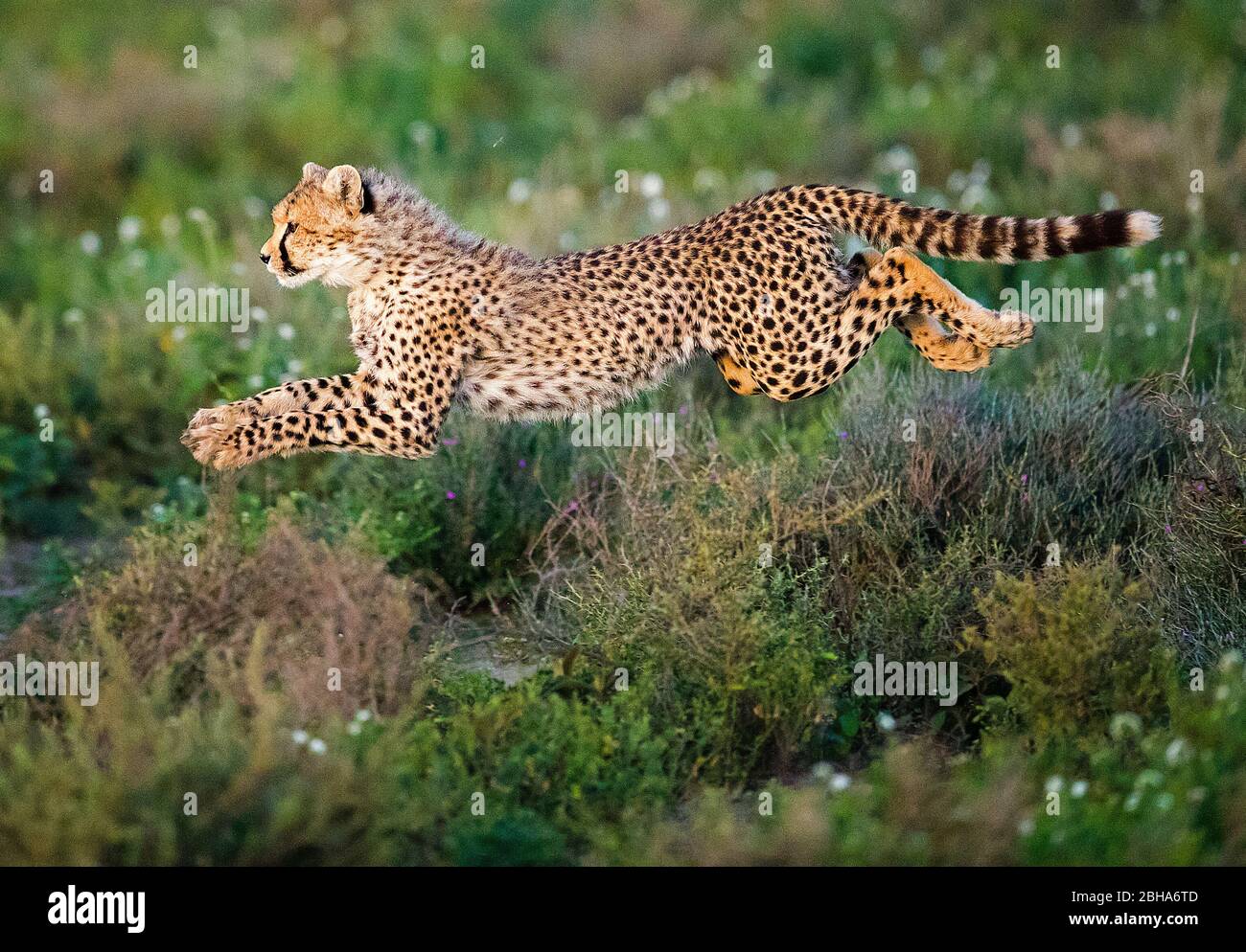 Jaguar Animal Running