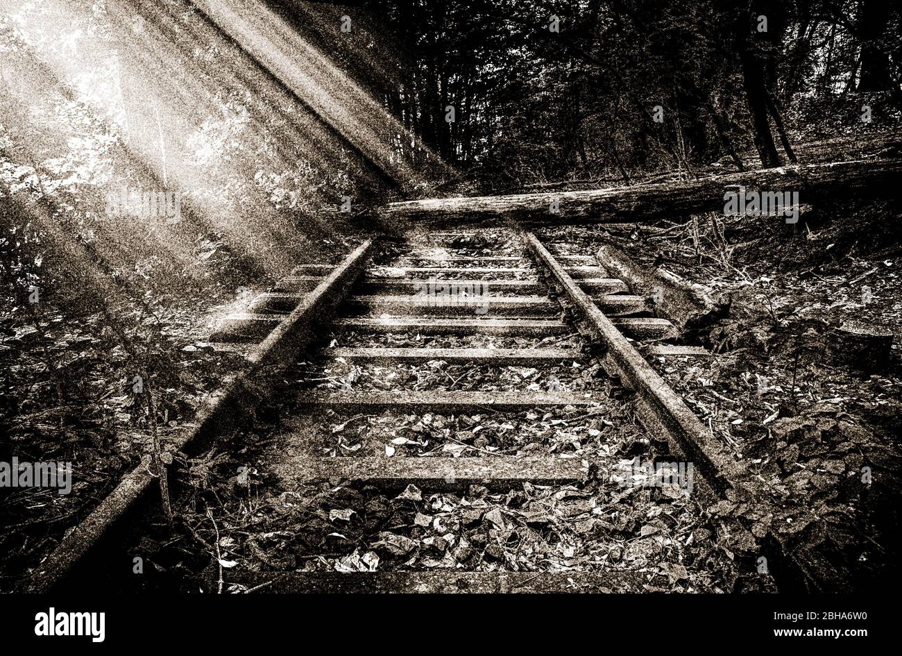 Track Is Blocked By A Fallen Tree High Resolution Stock Photography and ...