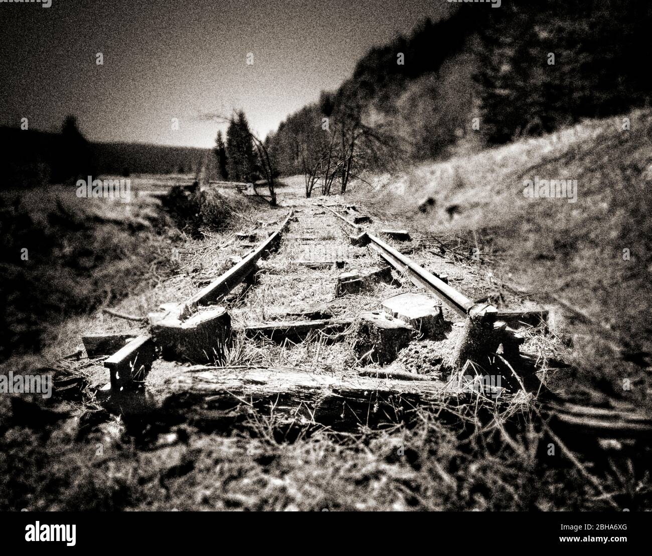 Railroad tracks, stumps Stock Photo - Alamy